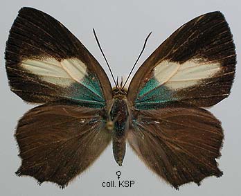 Papua Insects Foundation (Lepidoptera/Lycaenidae/Lycaeninae ...